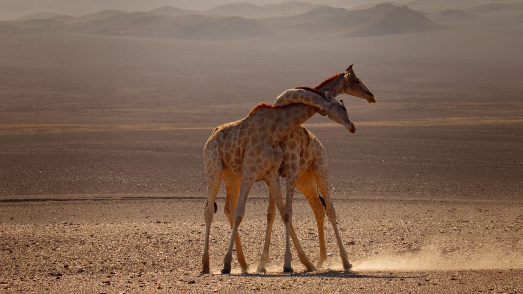 Big Beasts: Last of the Giants - Offspring