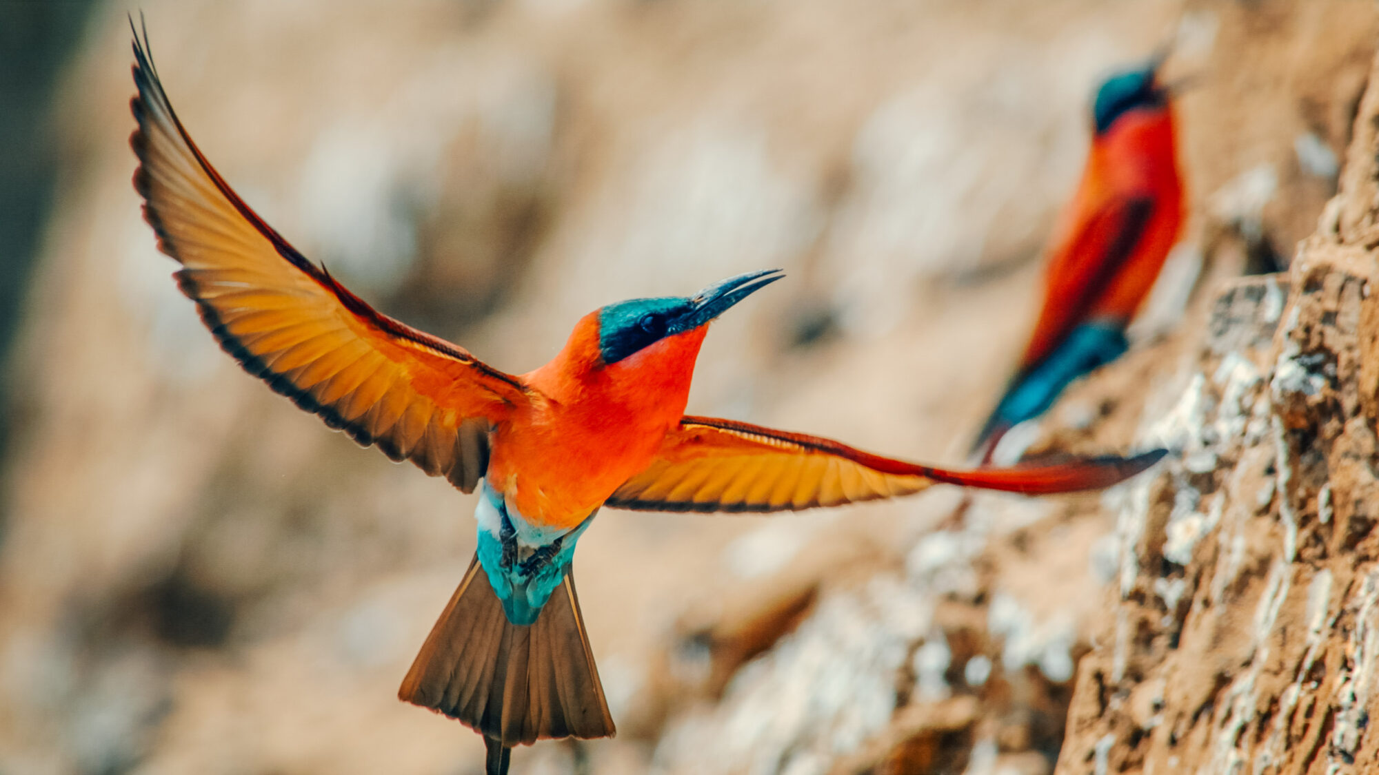 Approach - Offspring