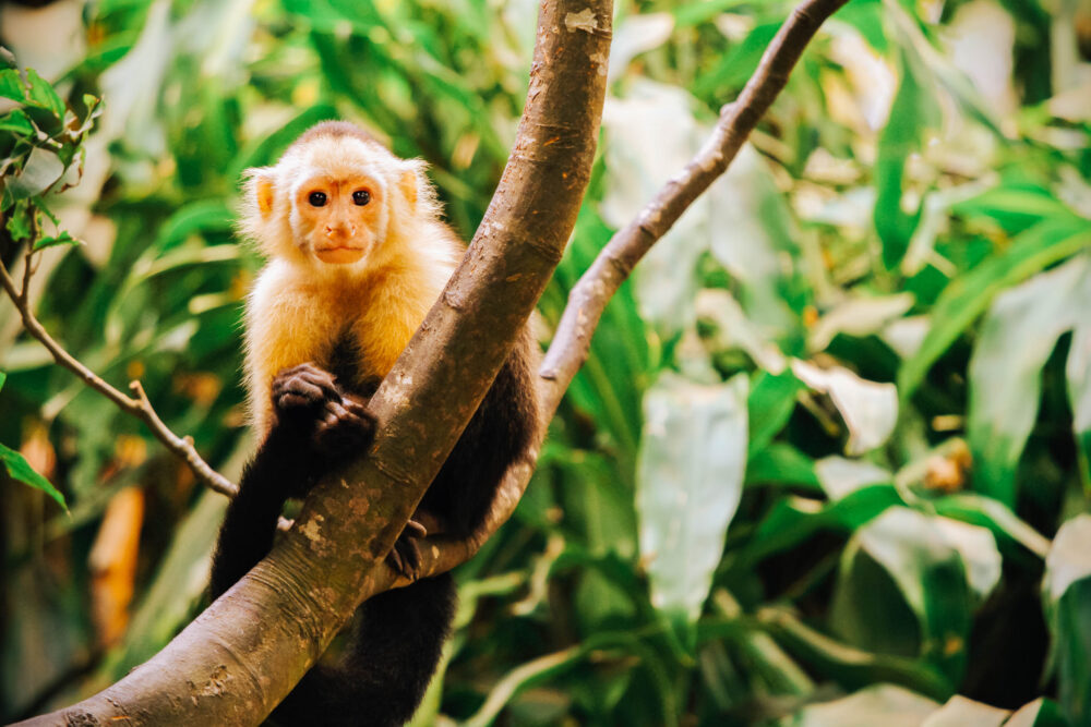 Monkeys: An Amazing Animal Family - Offspring